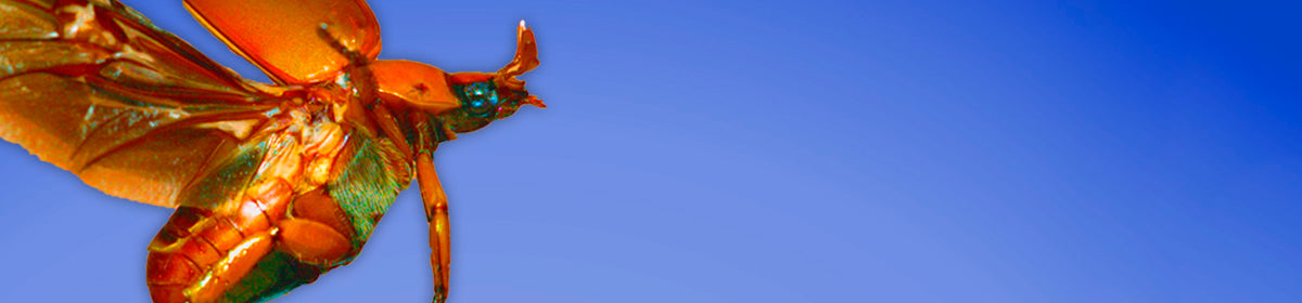 Ant Lab – The Museum Store at the NC Museum of Natural Sciences