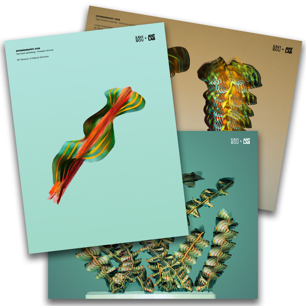 Ant Lab Flight Pattern Poster Set – The Museum Store at the NC Museum ...